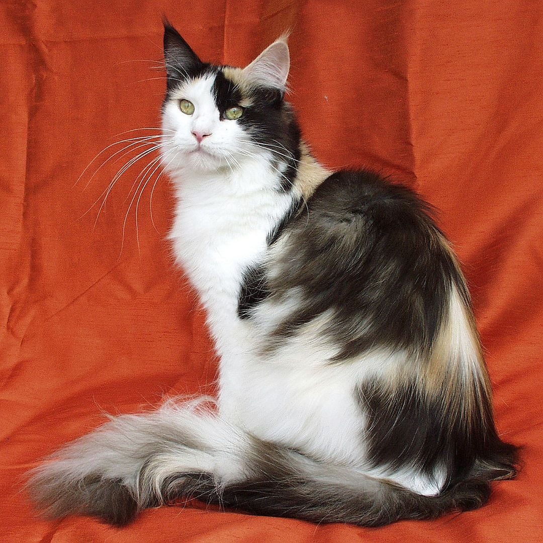 Gato Maine Coon – O gigante gentil - Escola de Lucifer