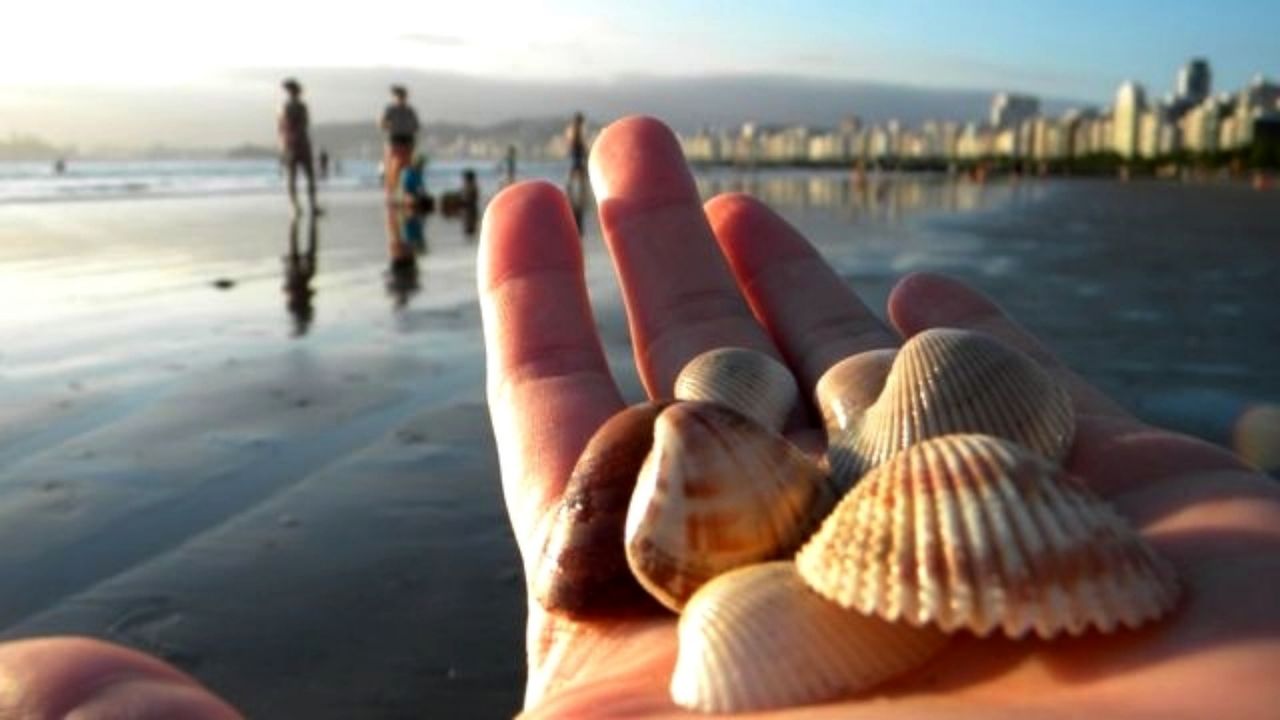 Como se formam as conchas? - Escola de Lucifer