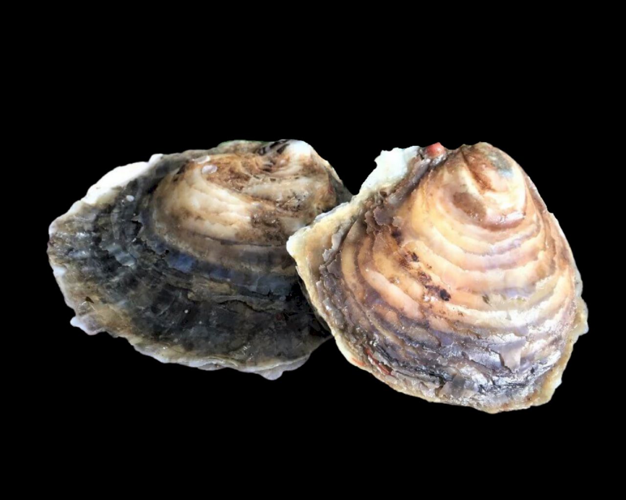 Como se formam as conchas? - Escola de Lucifer