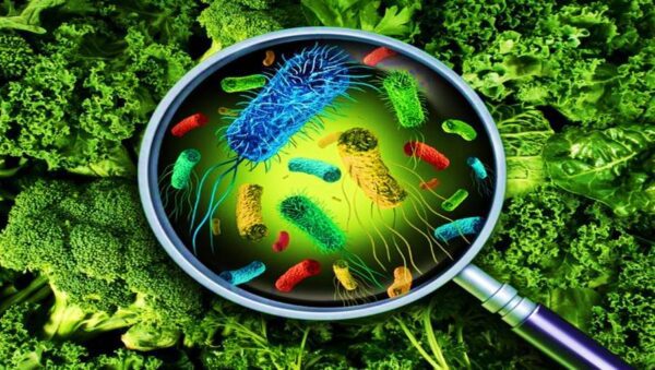 Doenças transmitidas por alimentos (DTA) - Escola de Lucifer