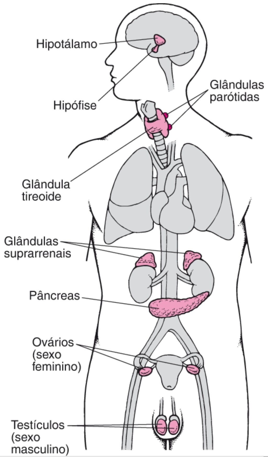 Glândulas Endócrinas - Escola de Lucifer