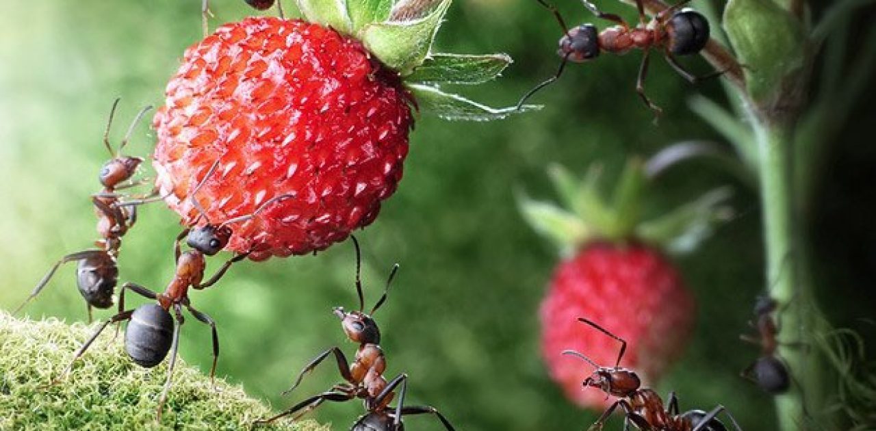 10 curiosidades sobre a formiga - Escola de Lucifer