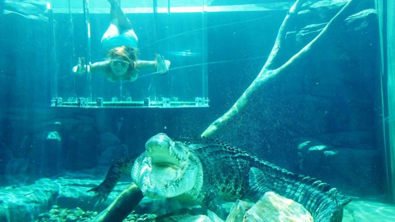 O aquário: Crocosaurus Cove - Escola de Lucifer