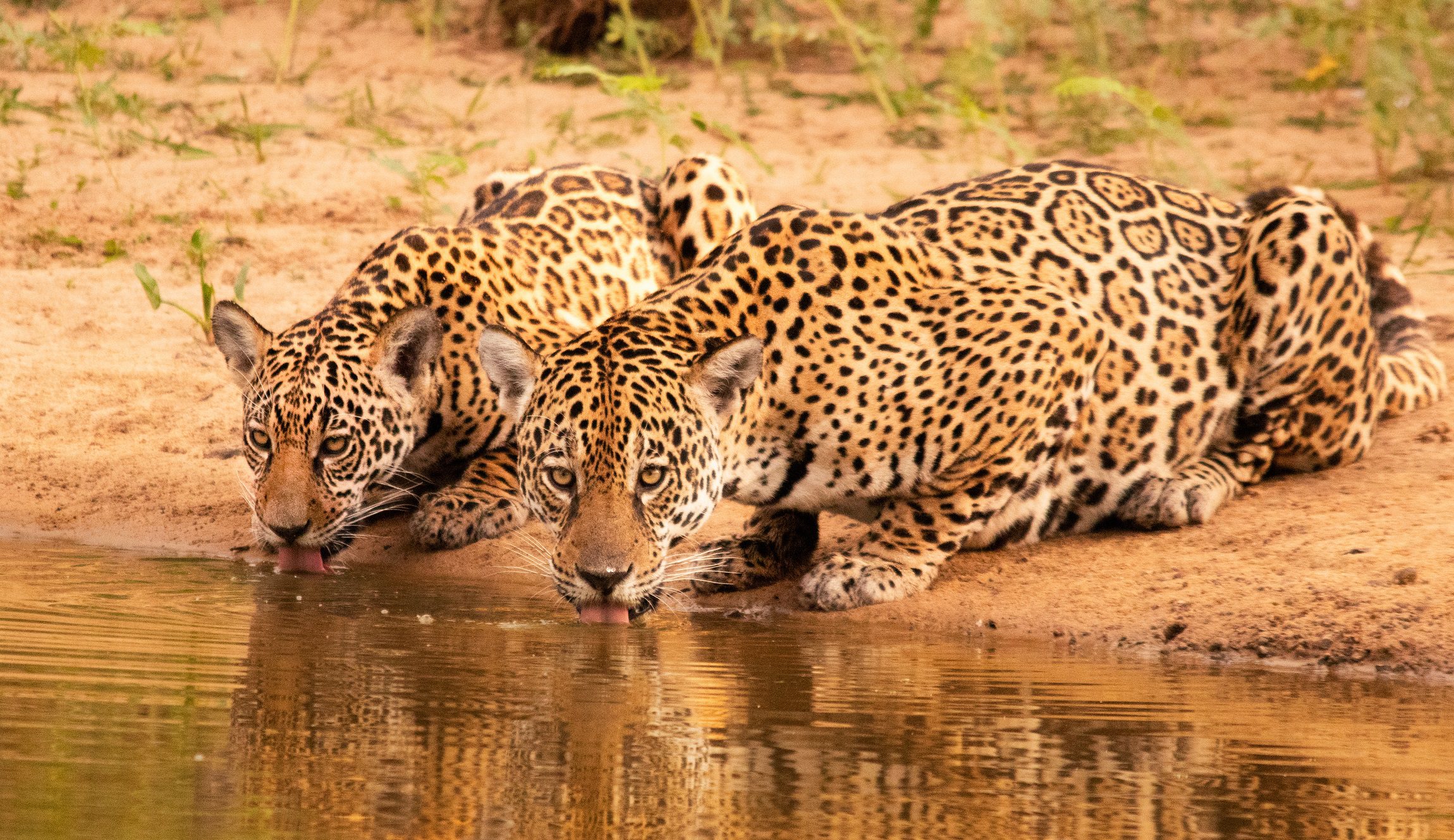 Onças pintadas são diferentes na Amazônia e no Pantanal - Escola de Lucifer