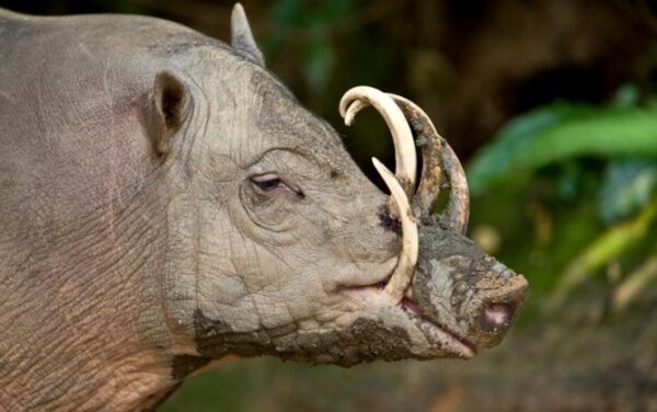6 fatos sobre o babirussa, mamífero empalado pelo próprio dente ...