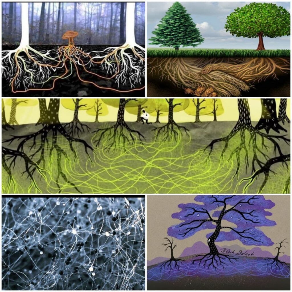 O micélio - Escola de Lucifer