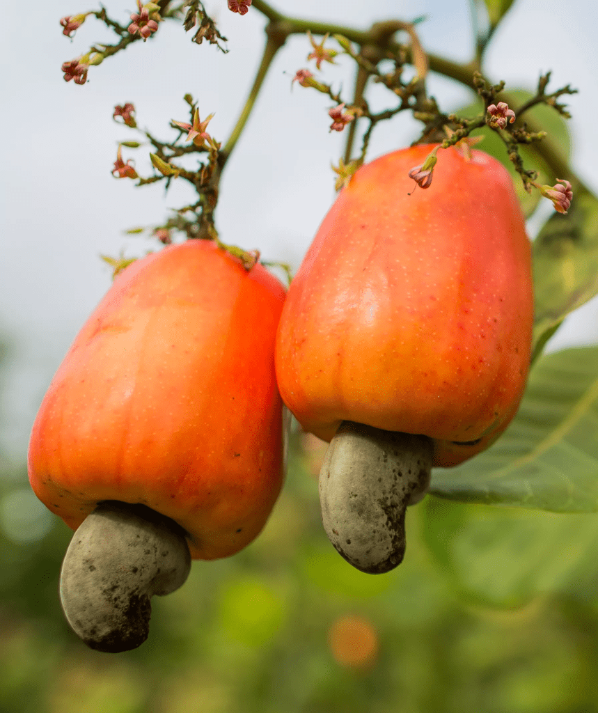 7 alimentos naturais e seus benefícios -p.2 - Escola de Lucifer