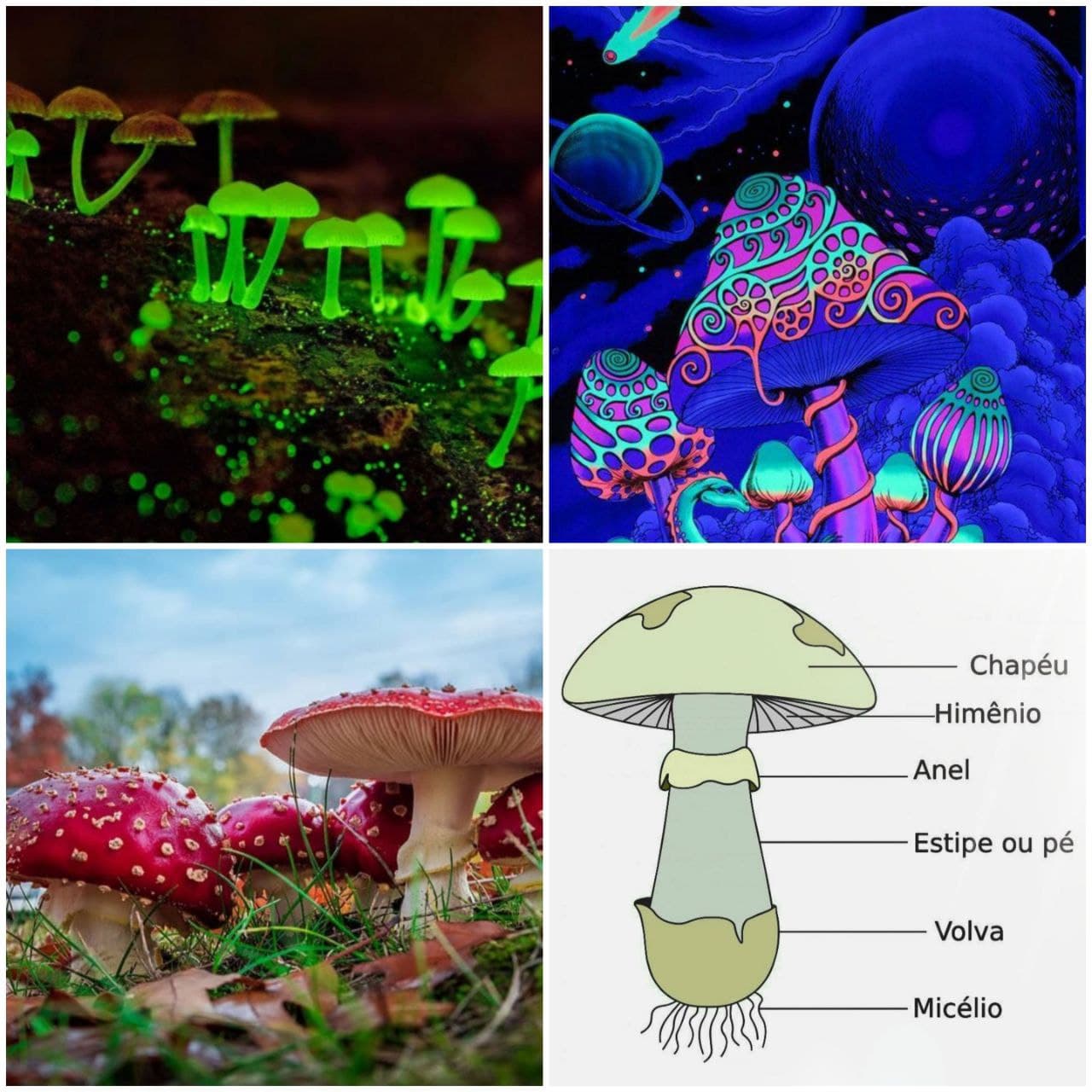 O micélio - Escola de Lucifer