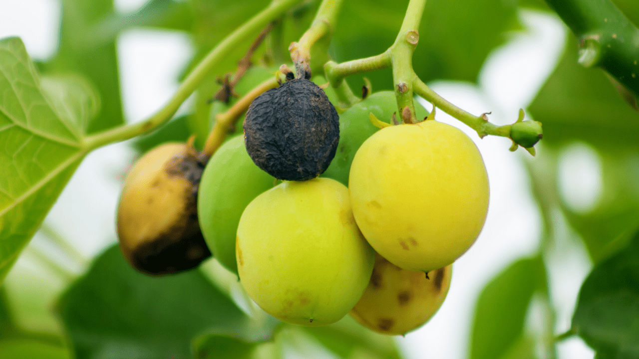 Frutas que podem levar à morte - Escola de Lucifer