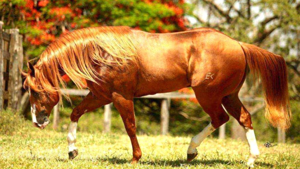 7 raças de cavalos populares no Brasil - Escola de Lucifer