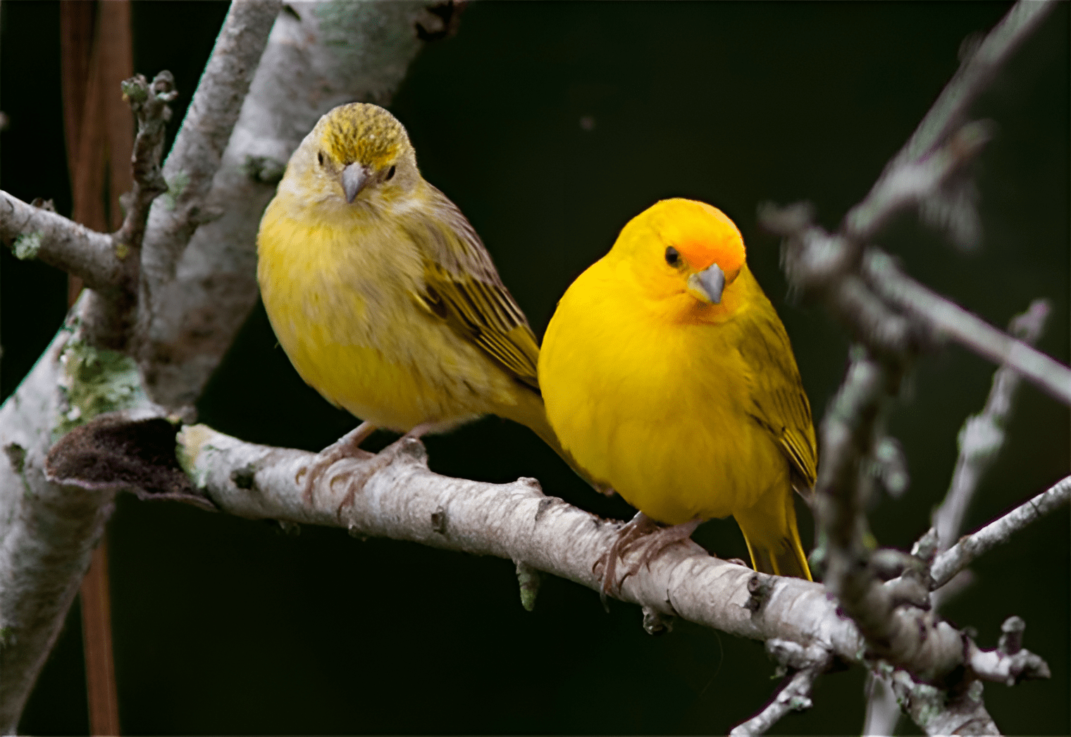 Algumas curiosidades sobre os ‘Canarinhos’ - Escola de Lucifer