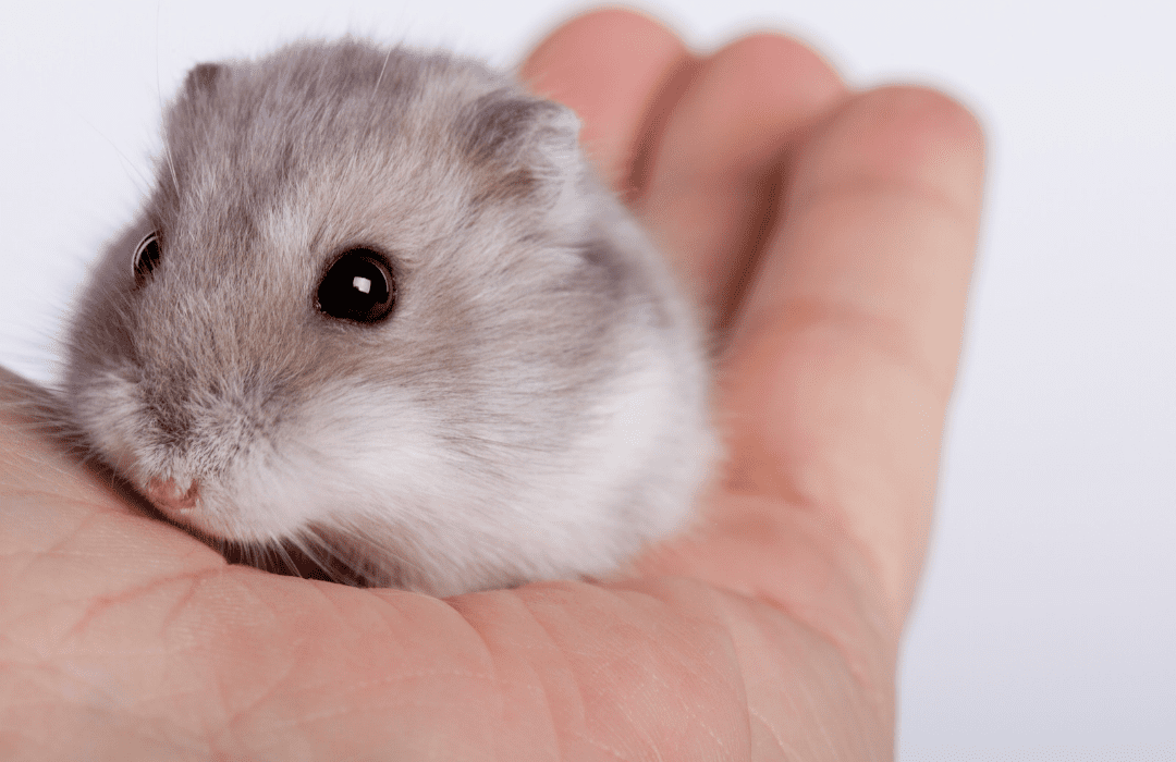 Hamsters são fofos e pequenininhos - Escola de Lucifer