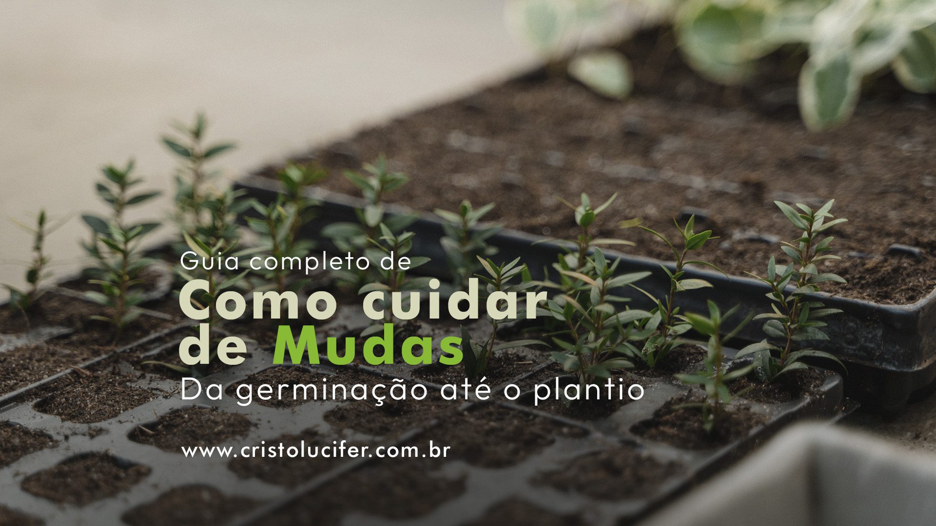 Como Cuidar de Mudas: Um Guia Completo - Escola de Lucifer