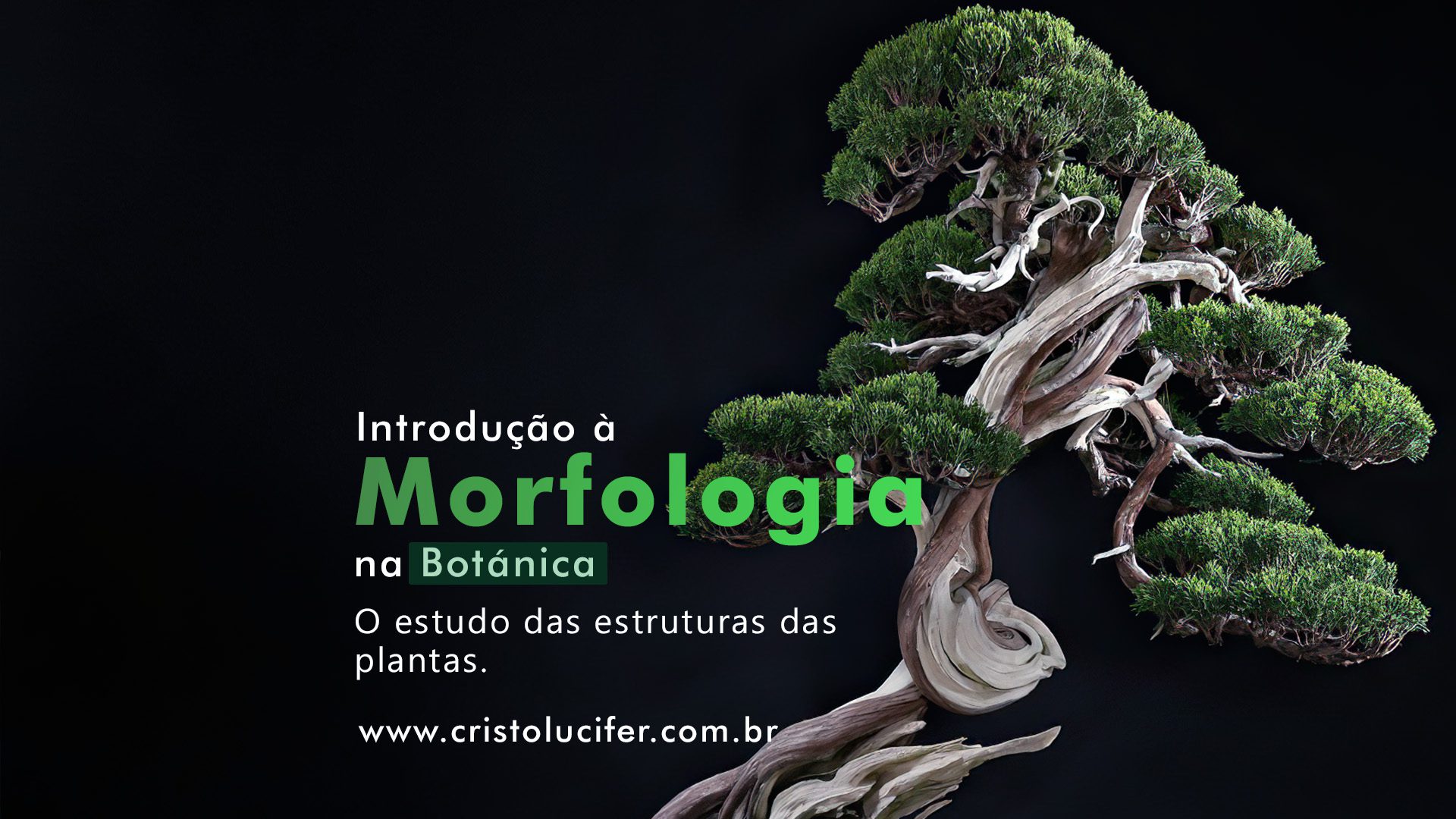 Entendendo a morfologia na botânica: uma introdução aos conceitos ...