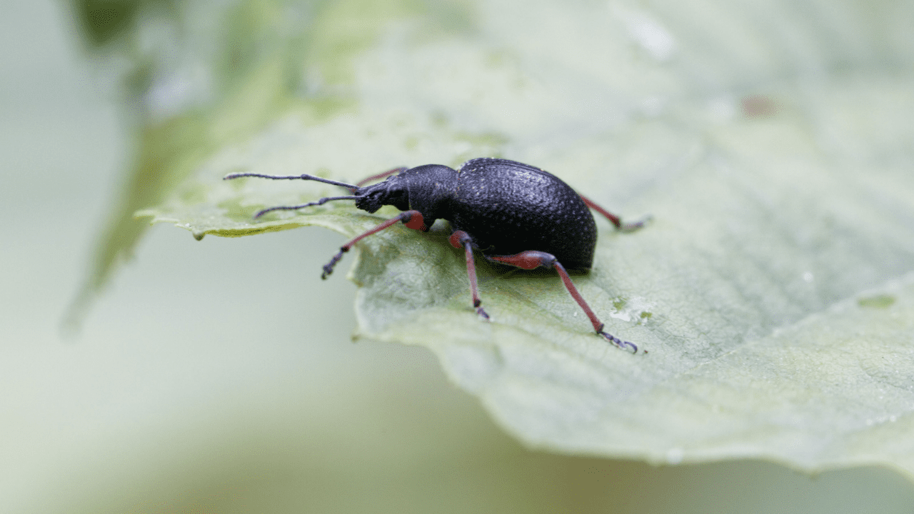 O incrível e assustador círculo da morte - Escola de Lucifer