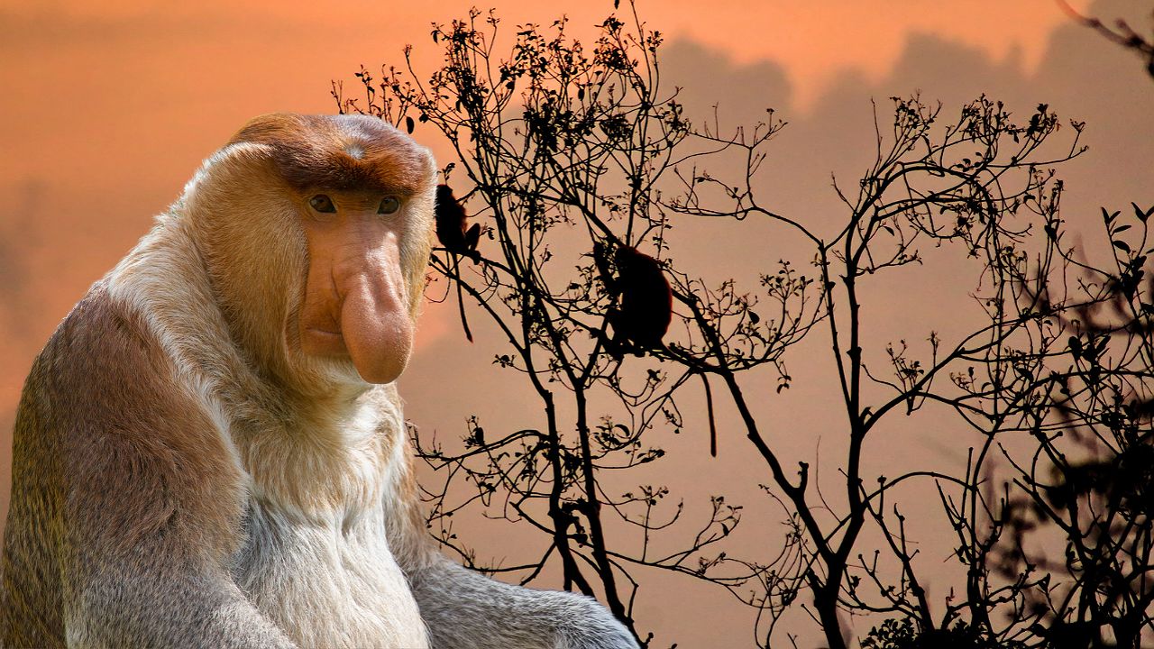 Aparência simpática do macaco-narigudo - Escola de Lucifer