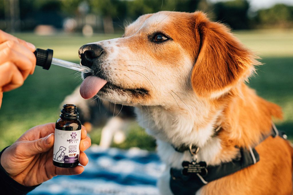 Estudo brasileiro identificou benefícios do CBD para cães - Escola de ...