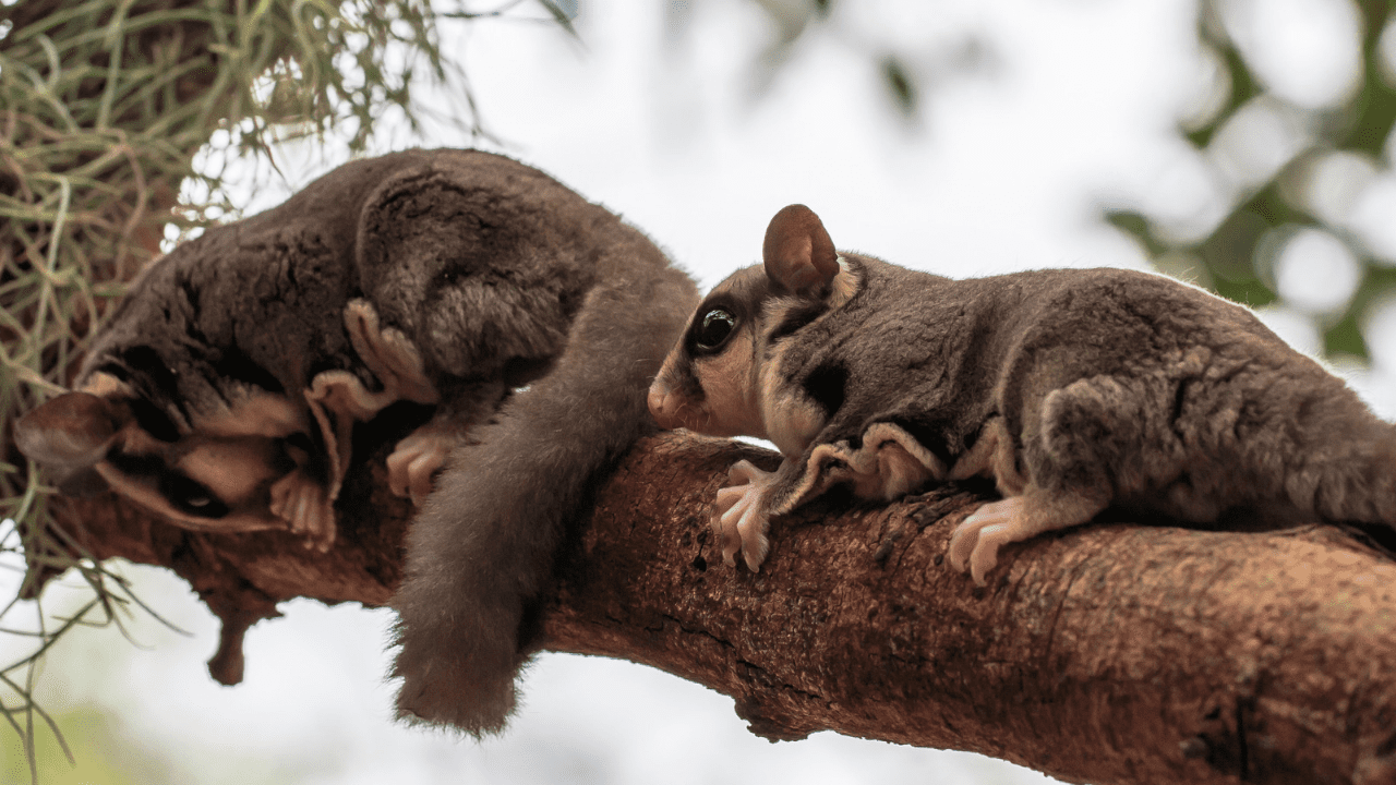 Conheça o Petauro-do-açúcar - Escola de Lucifer
