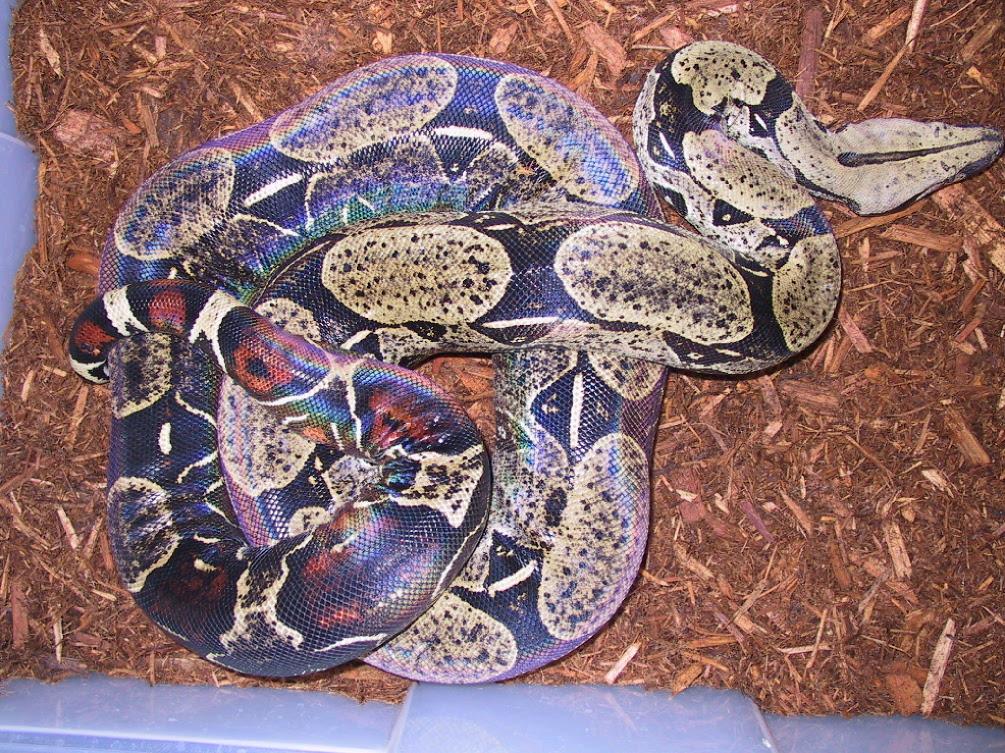 Boa constrictor melanogaster