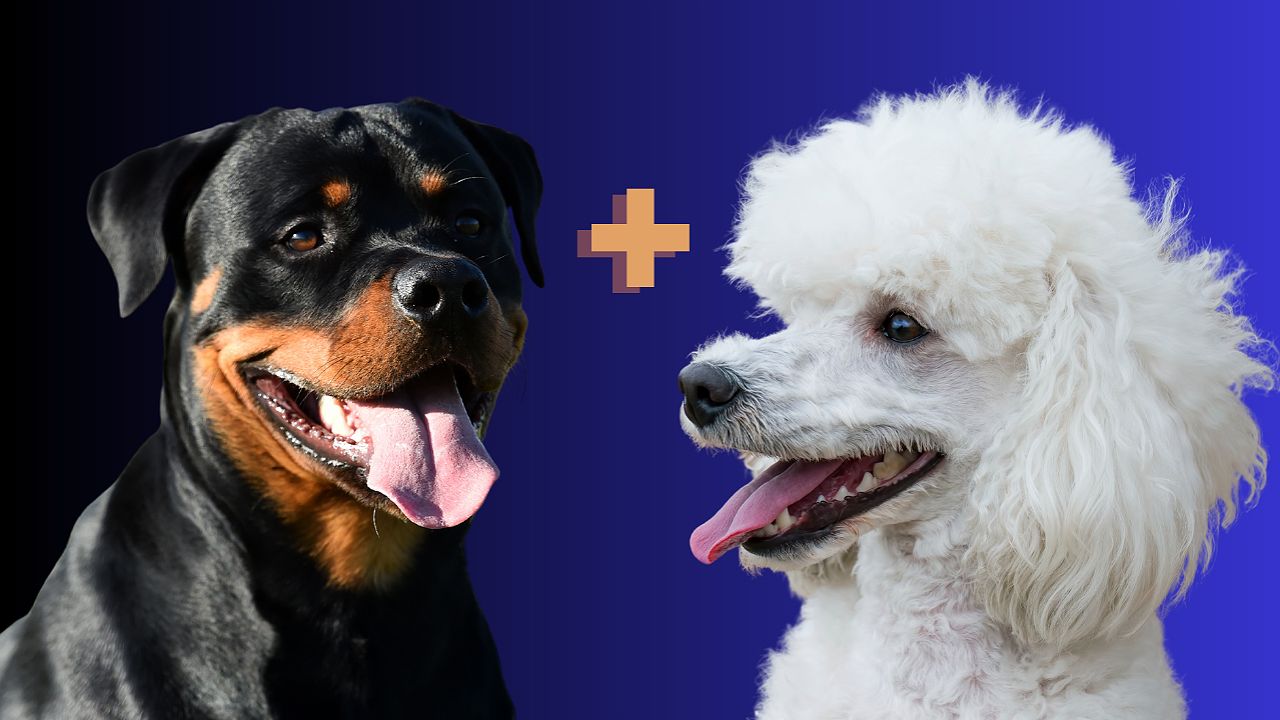 Rottle – uma raça híbrida - Escola de Lucifer