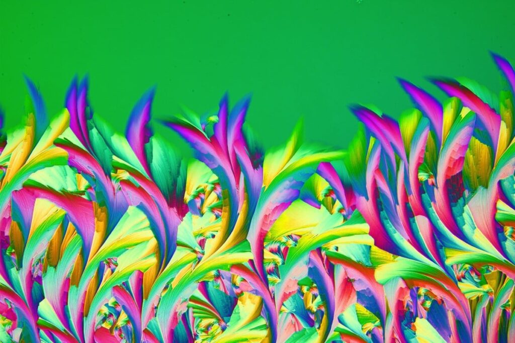 Explorando a Beleza Oculta: Vencedores do Light Microscopy Awards ...