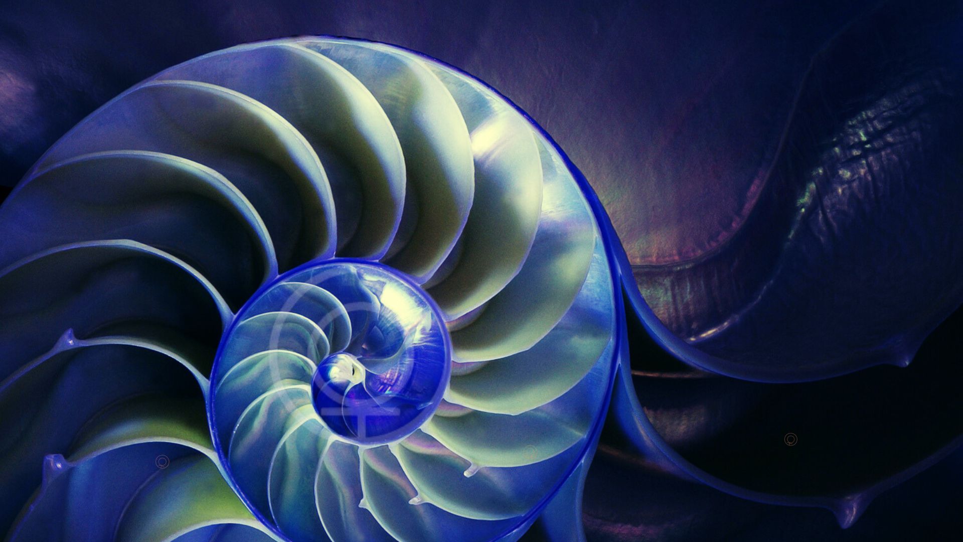 Dia do Fibonacci: 23 de novembro comemora a série numérica que ...