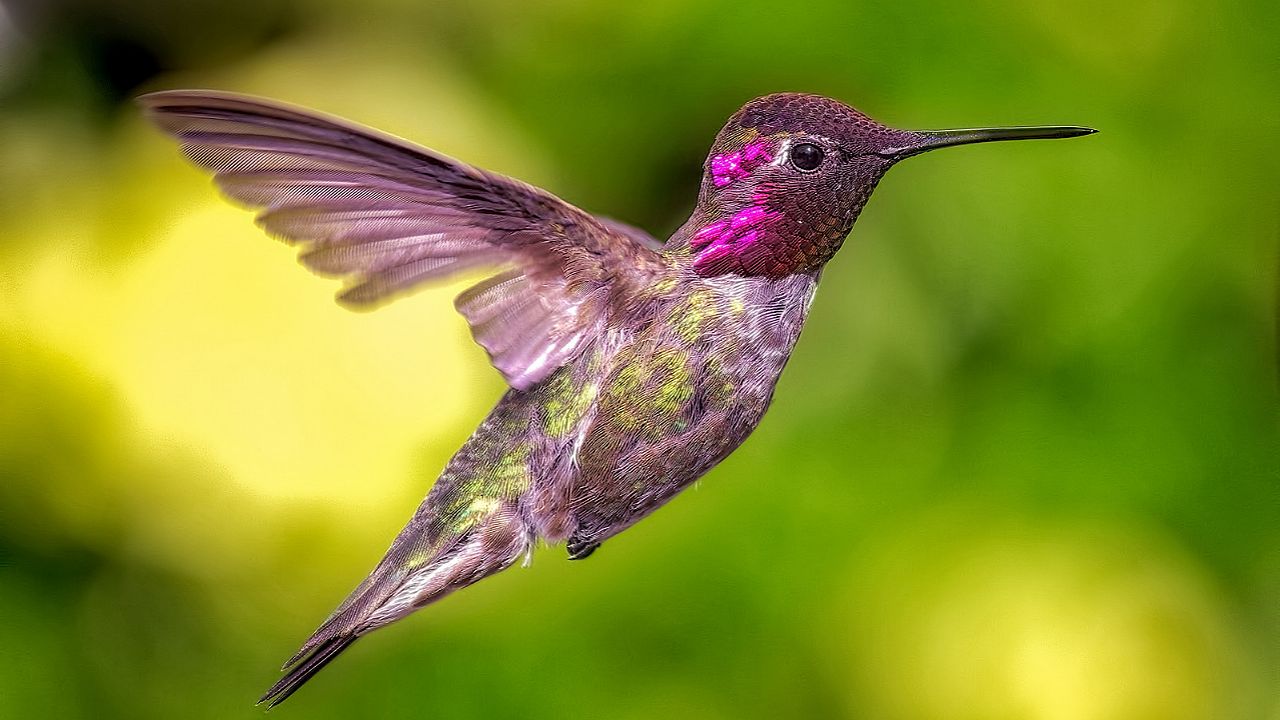 O Fascinante Mundo Simbólico do Beija-Flor Uma Jornada pelas Diferentes ...