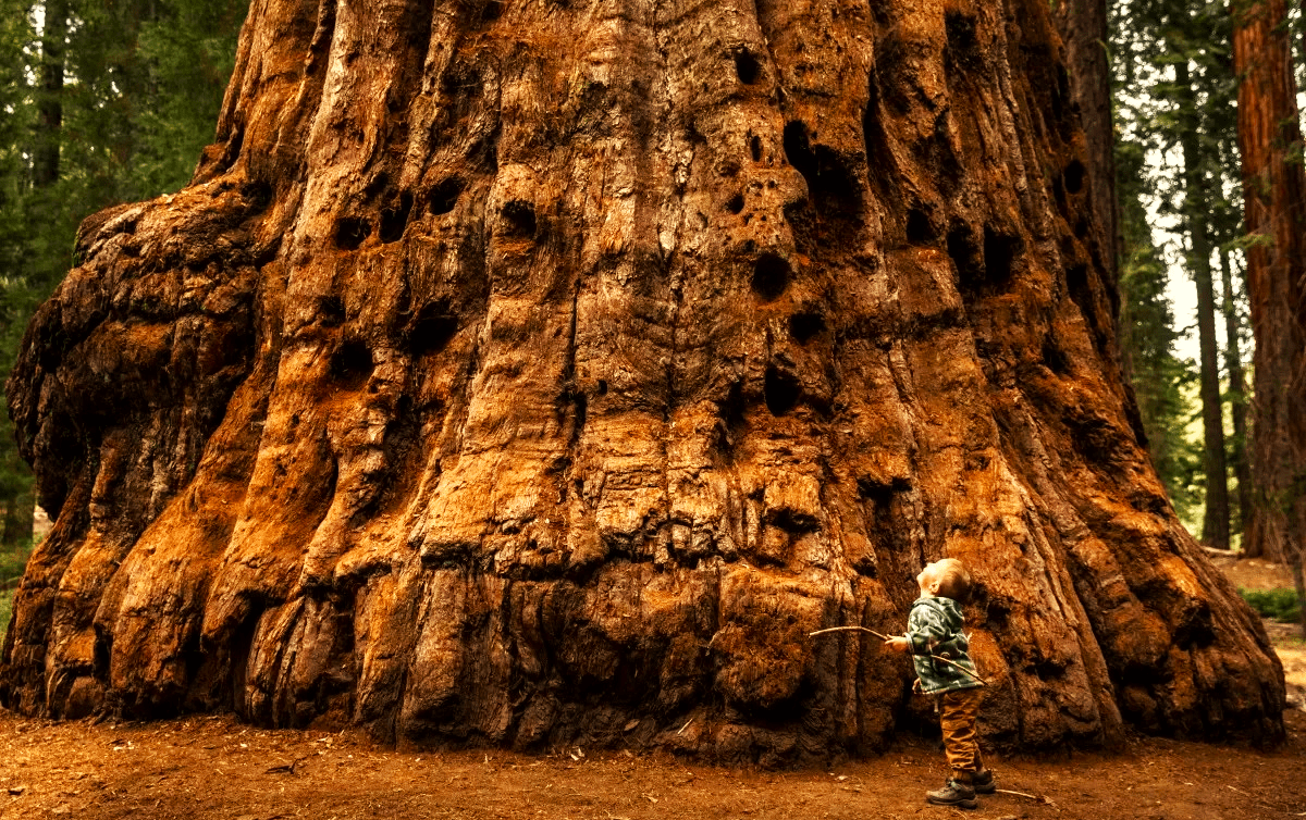 Sequoias: Gigantes da Floresta - Escola de Lucifer
