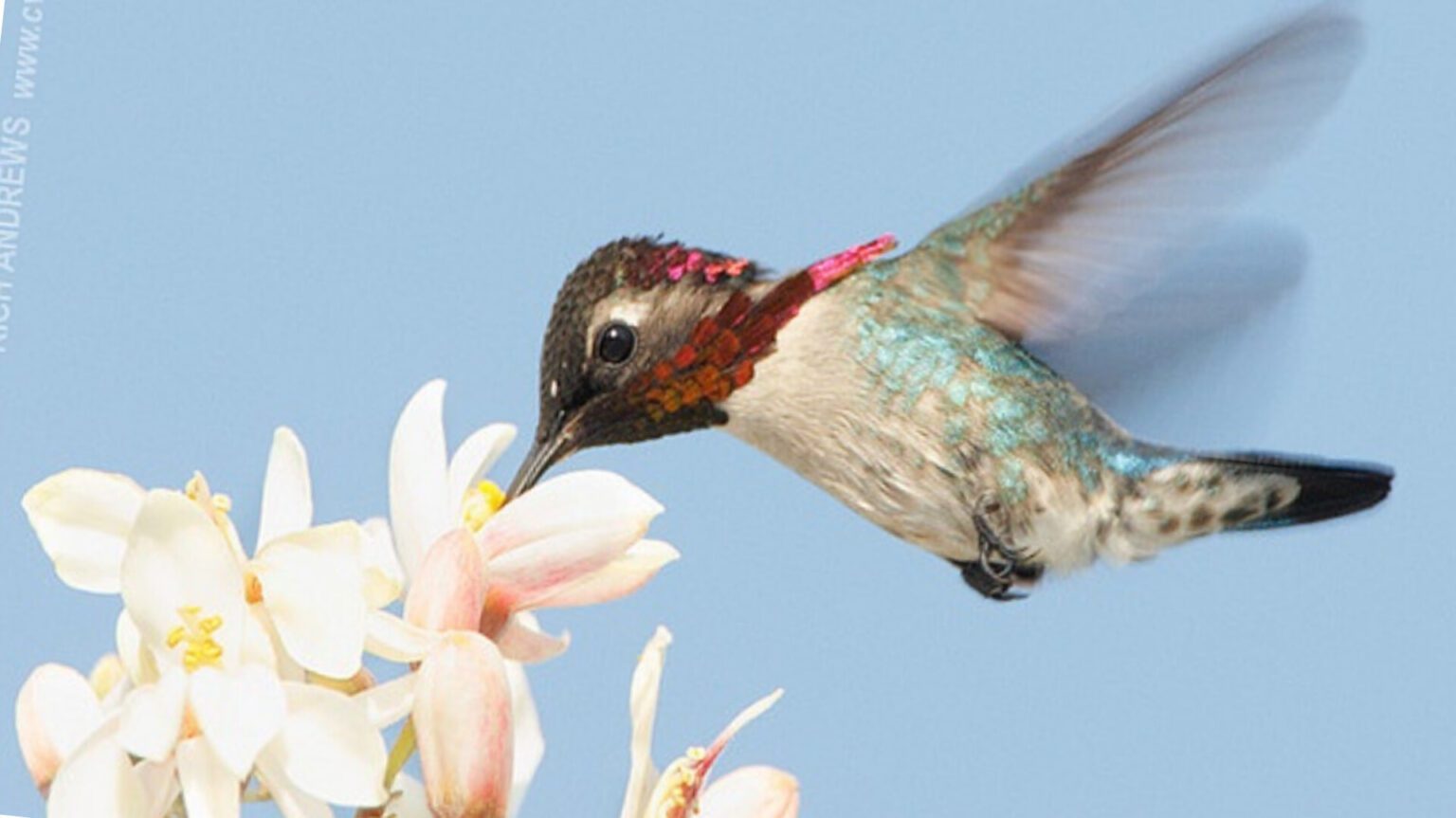 Bob Navarro - Escola de Lucifer