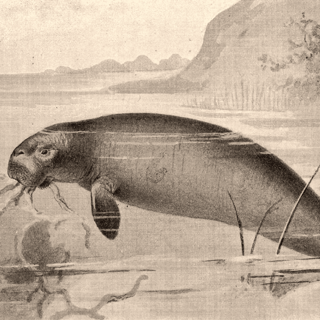 Animais extintos que jamais irão voltar - Escola de Lucifer