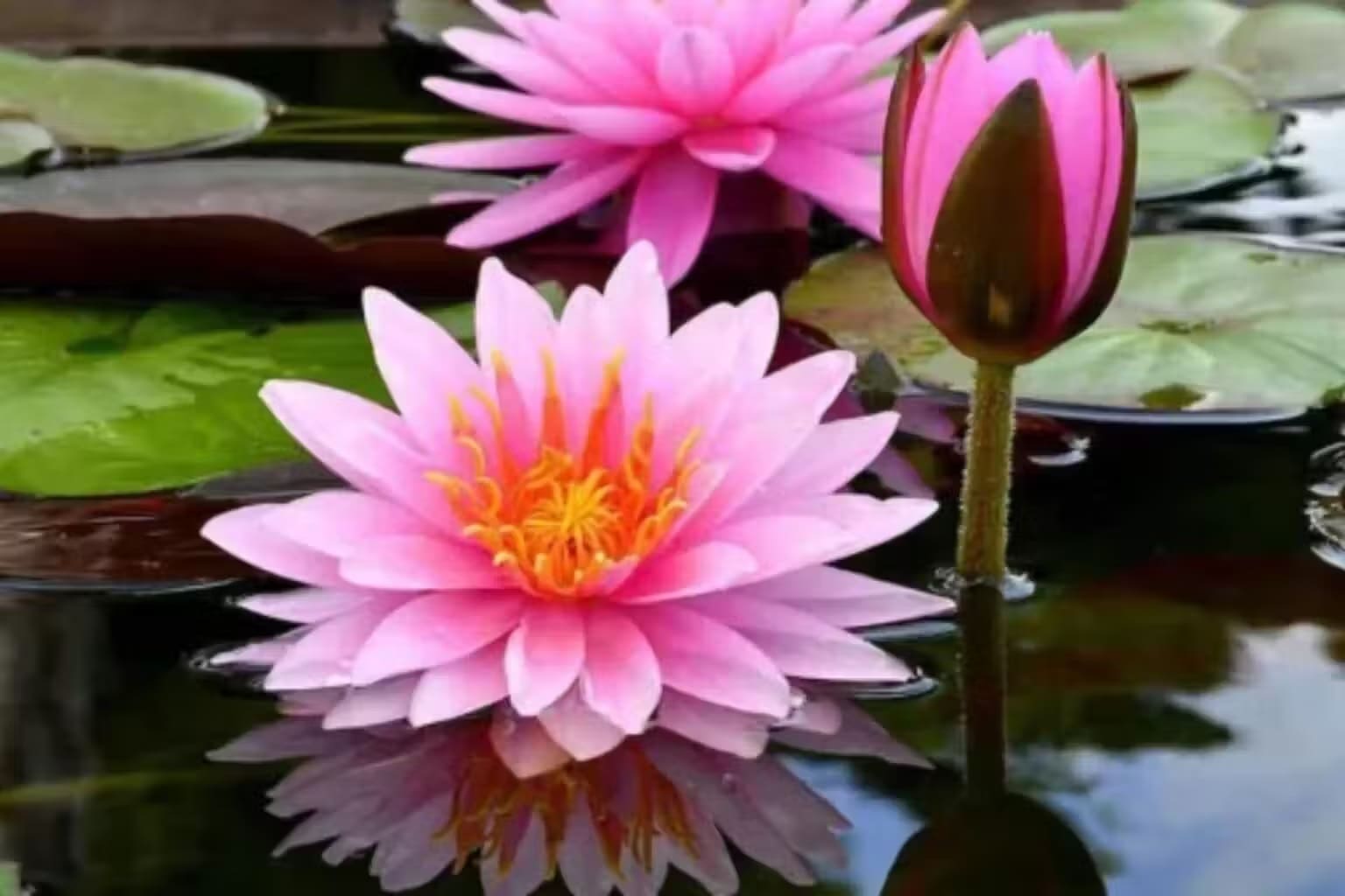 A flor de lótus, que todos achavam que havia morrido, voltou a ...
