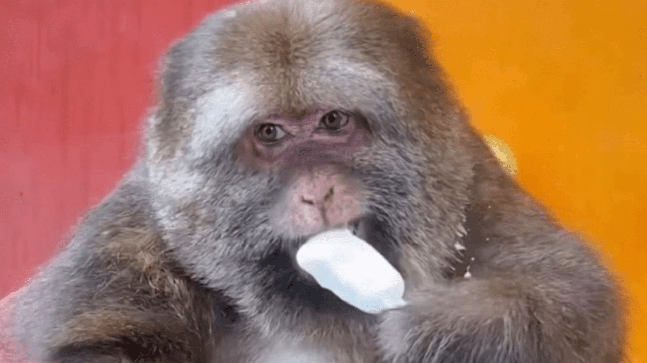 Conheça a história real de Xingxing, a macaca tibetana que sobreviveu a ...